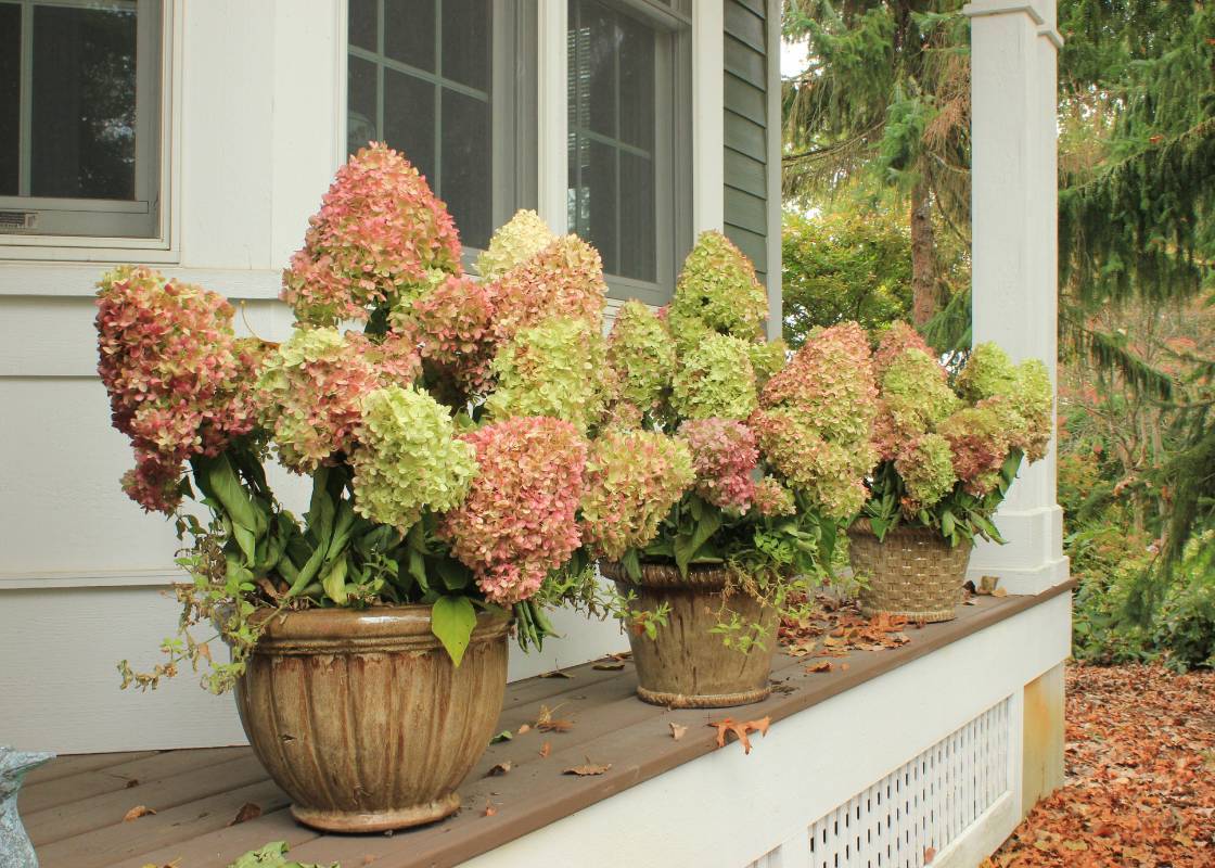 3 Tips For Protecting Your Hydrangea Containers This Winter