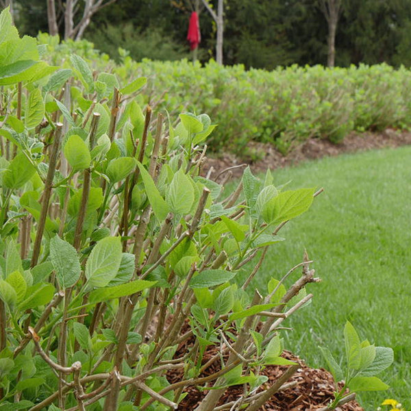 hydrangea buds not opening