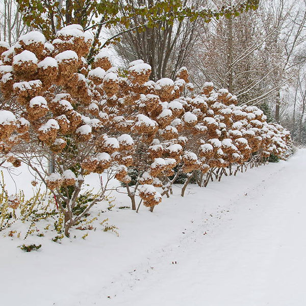 hydrangeas in winter
