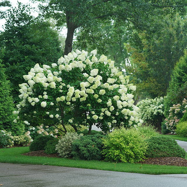 What Is a Hydrangea Tree How Do I Make One