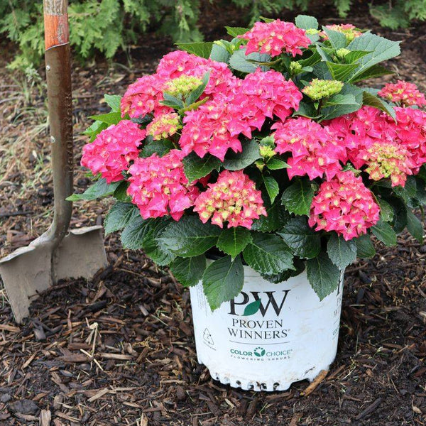 new hydrangea plants
