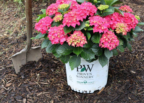 Hydrangea Gallons For Sale