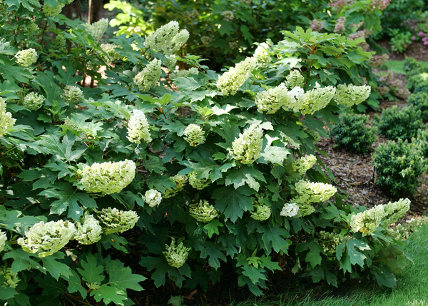 Native Hydrangeas For Sale