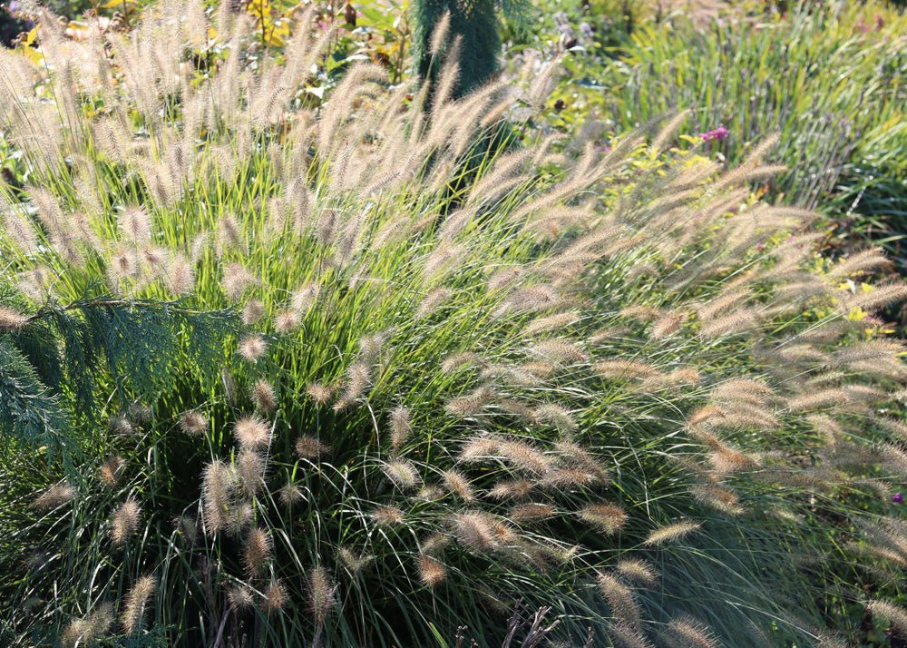 Ornamental Grasses For Sale