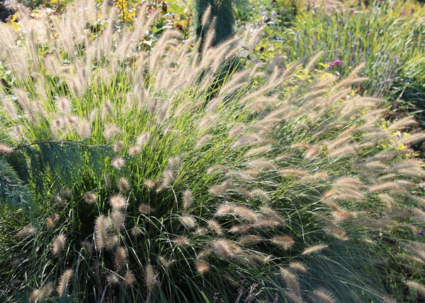 Ornamental Grasses For Sale