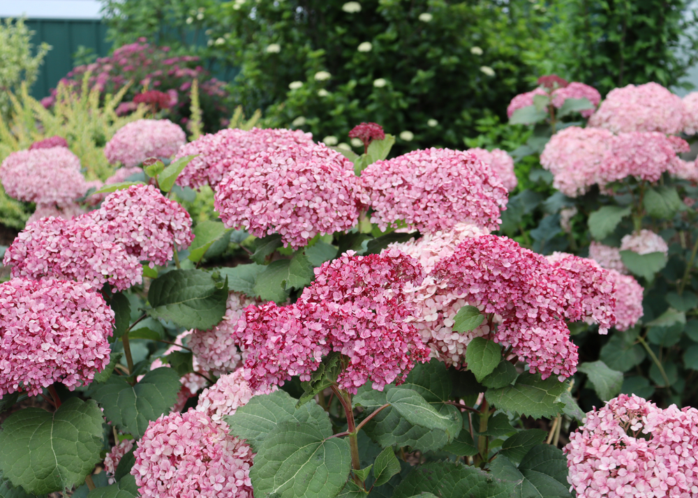 Pink Hydrangeas For Sale