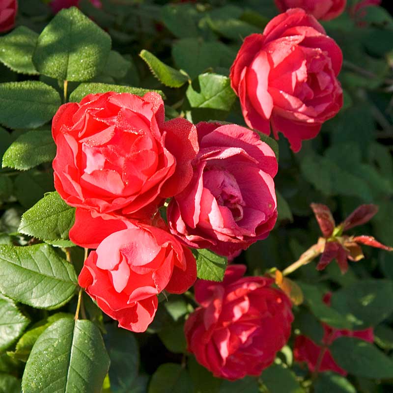 Oso Easy Double Red® Rose