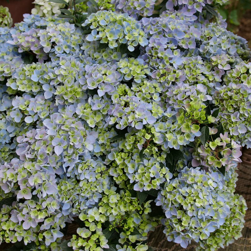 Fairytrail Fresco™ Cascade Hydrangea