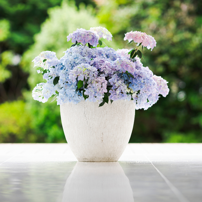 Fairytrail Fresco™ Cascade Hydrangea