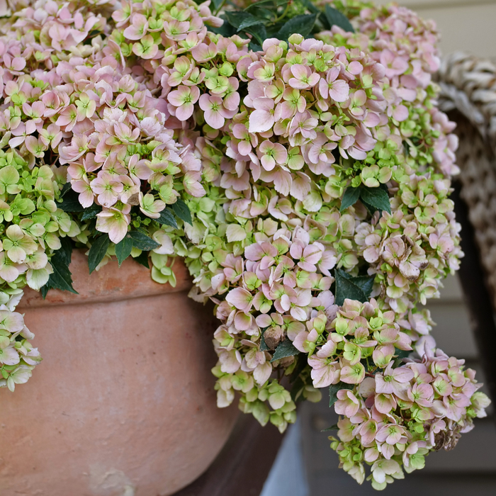 Fairytrail Fresco™ Cascade Hydrangea