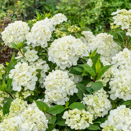 Fairytrail™ White Cascade Hydrangea
