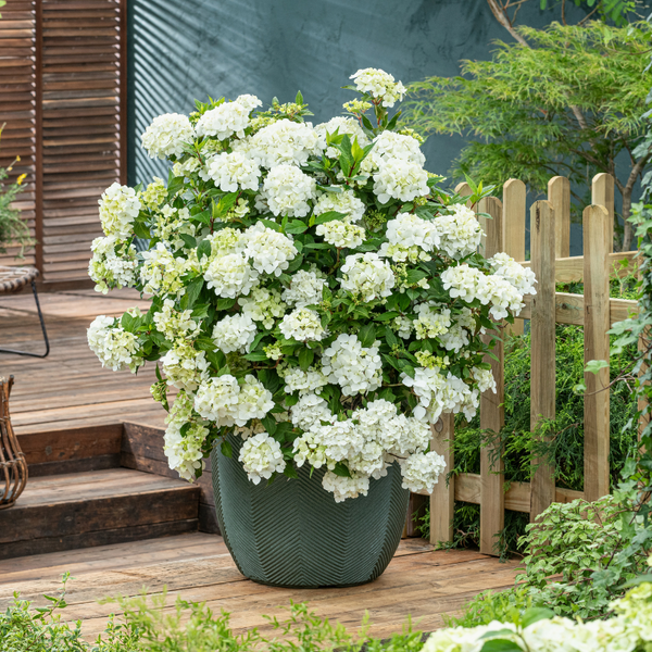 Fairytrail™ White Cascade Hydrangea