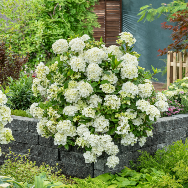 Fairytrail™ White Cascade Hydrangea