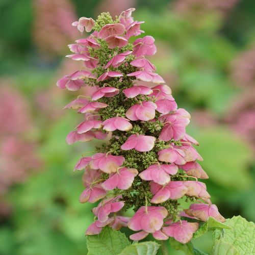 Gatsby Pink® Oakleaf Hydrangea