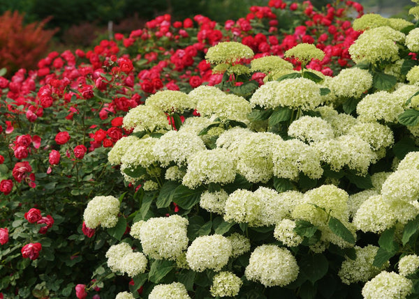 All Things Hydrangea | Buy Hydrangeas Online