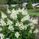 Pinky Winky Prime® Panicle Hydrangea