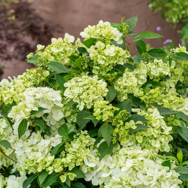 Fairytrail™ Green Cascade Hydrangea