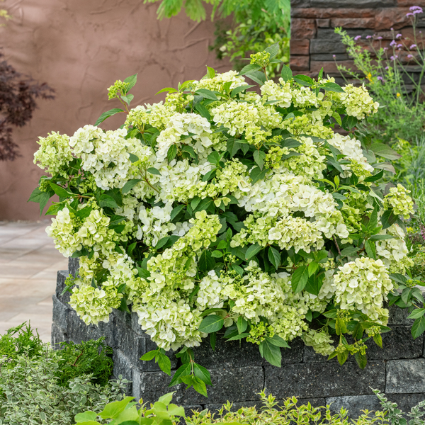 Fairytrail™ Green Cascade Hydrangea