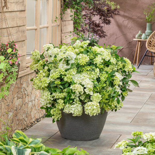 Fairytrail™ Green Cascade Hydrangea
