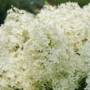 Puffer Fish® Panicle Hydrangea