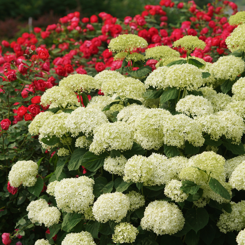 Incrediball Storm Proof™ Smooth Hydrangea