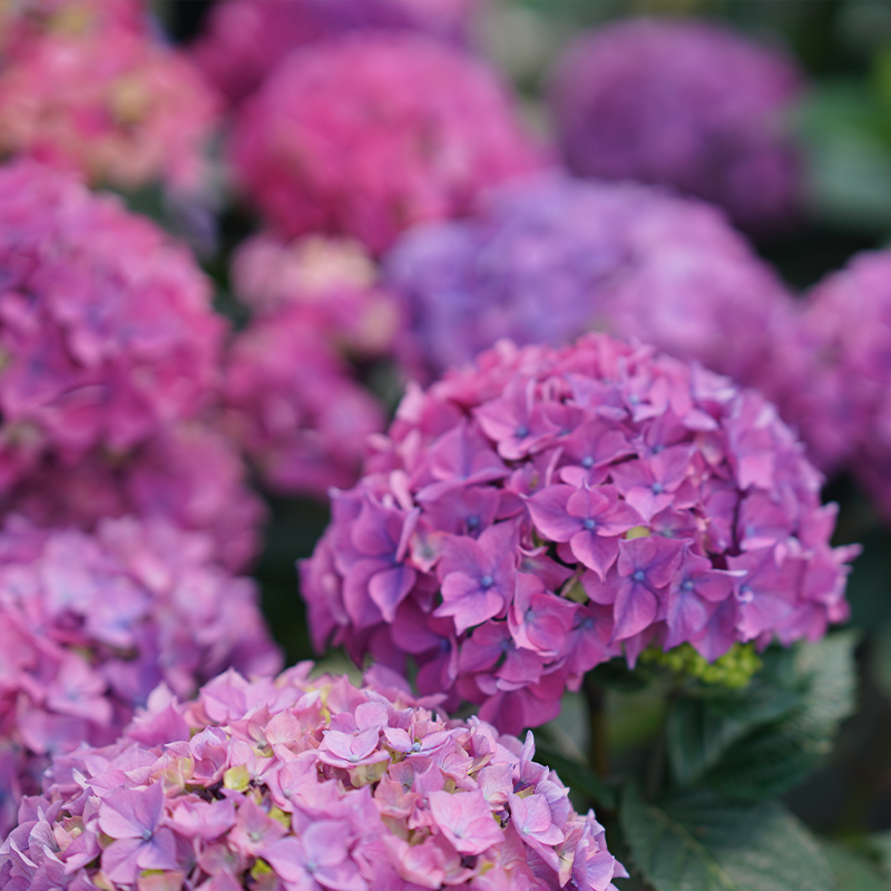 Let's Dance Lovable® Bigleaf Hydrangea