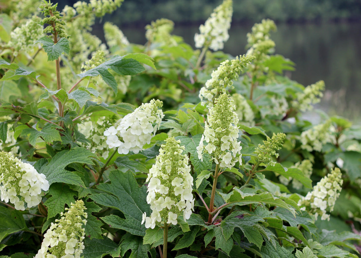 All Things Hydrangea | Buy Hydrangeas Online