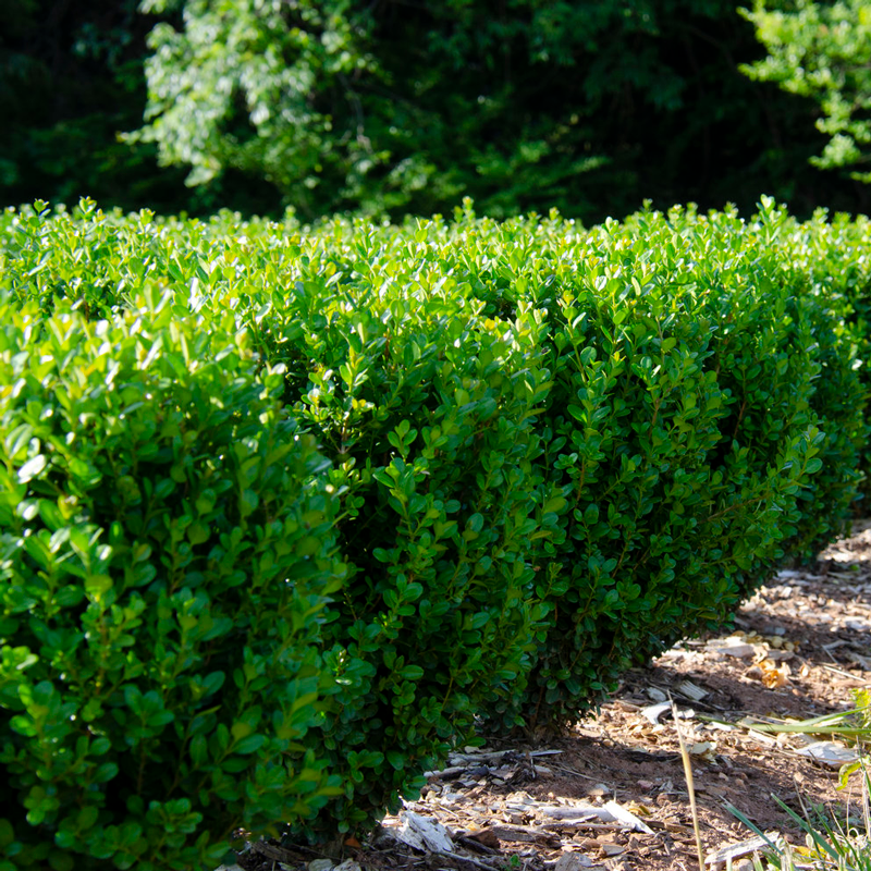 NewGen Freedom® Boxwood