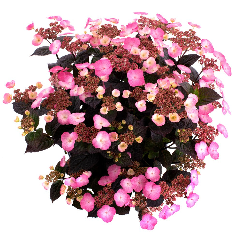 Pink Dynamo™ Mountain Hydrangea