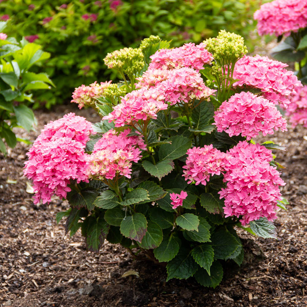 Starfield™ Bigleaf Hydrangea