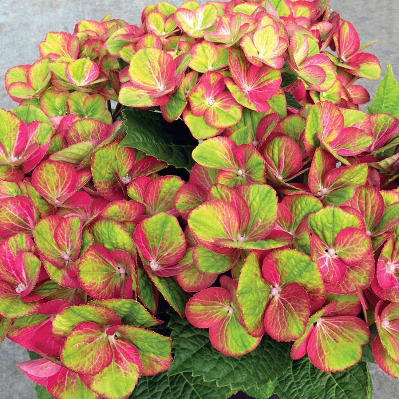 Tilt-A-Swirl® Bigleaf Hydrangea
