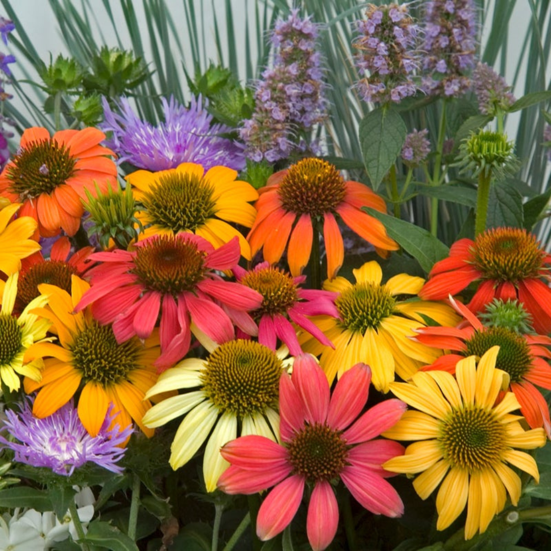 'Cheyenne Spirit' Coneflower