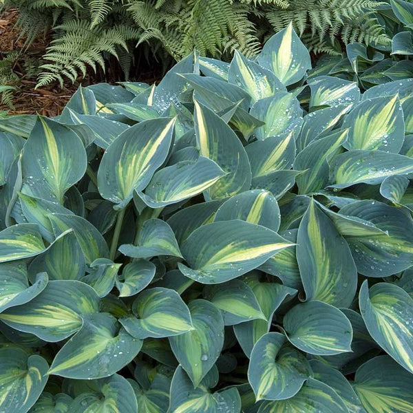 'June' Hosta