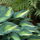 'June' Hosta
