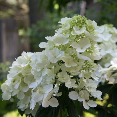 Fire Light® Panicle Hydrangea
