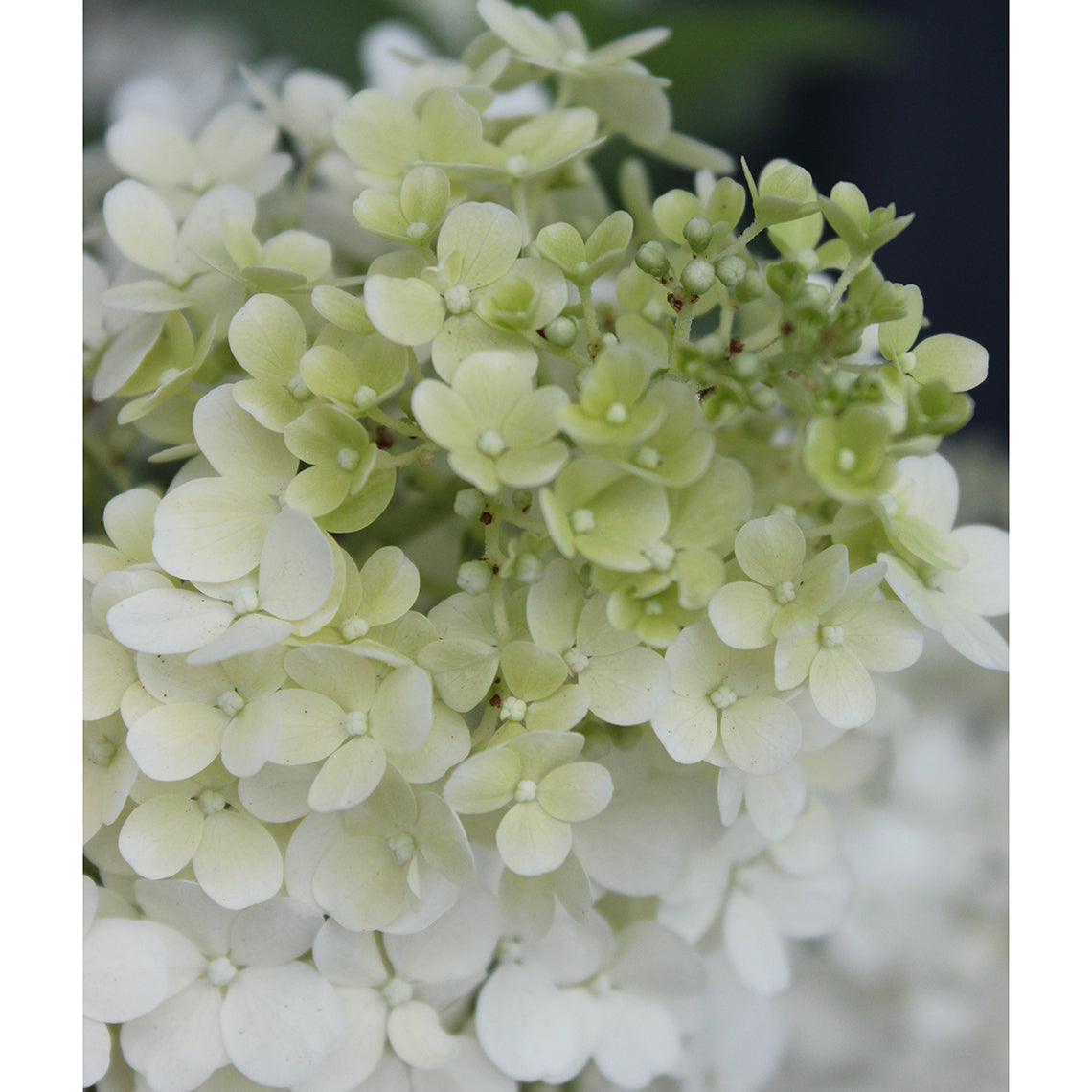 Bobo® Panicle Hydrangea