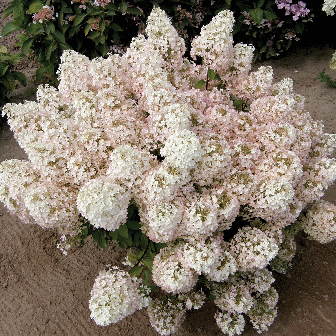 Bobo® Panicle Hydrangea