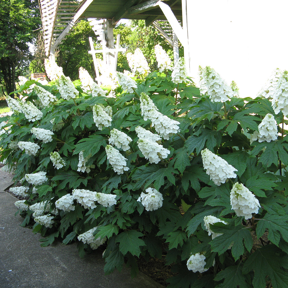 Products | All Hydrangea Shrubs For Sale