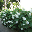Gatsby Gal® Oakleaf Hydrangea