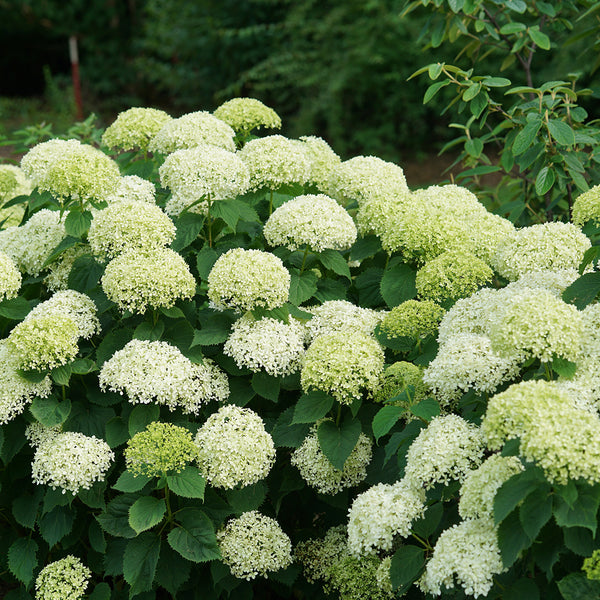 Invincibelle Limetta® Smooth Hydrangea