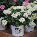 Invincibelle Limetta® Smooth Hydrangea