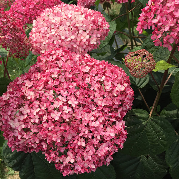 Invincibelle Spirit® II Smooth Hydrangea