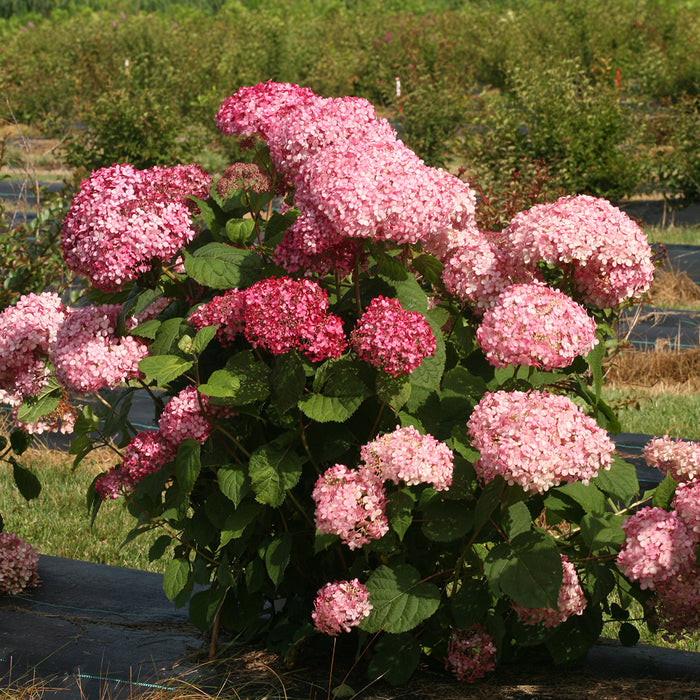 Invincibelle Spirit® II Smooth Hydrangea