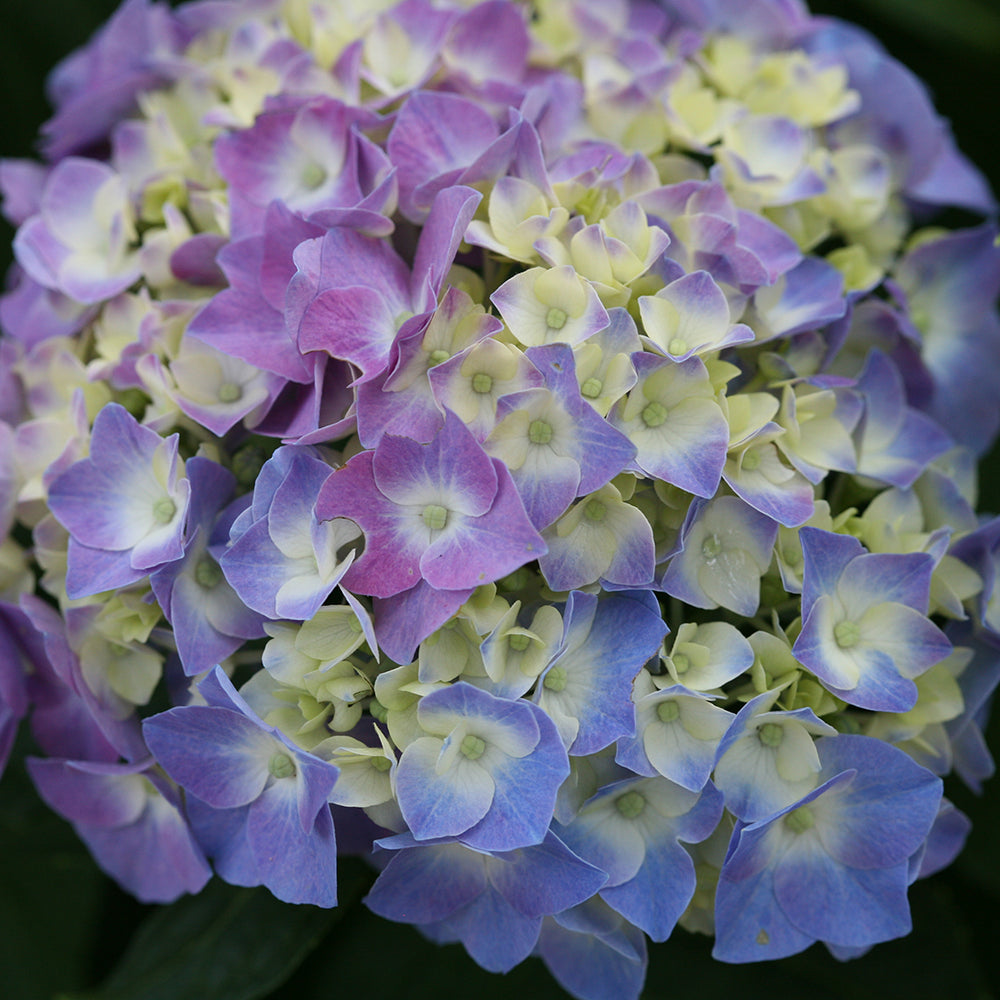 Let's Dance® Blue Jangles® Bigleaf Hydrangea