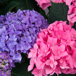 Let's Dance® Rhythmic Blue® Bigleaf Hydrangea