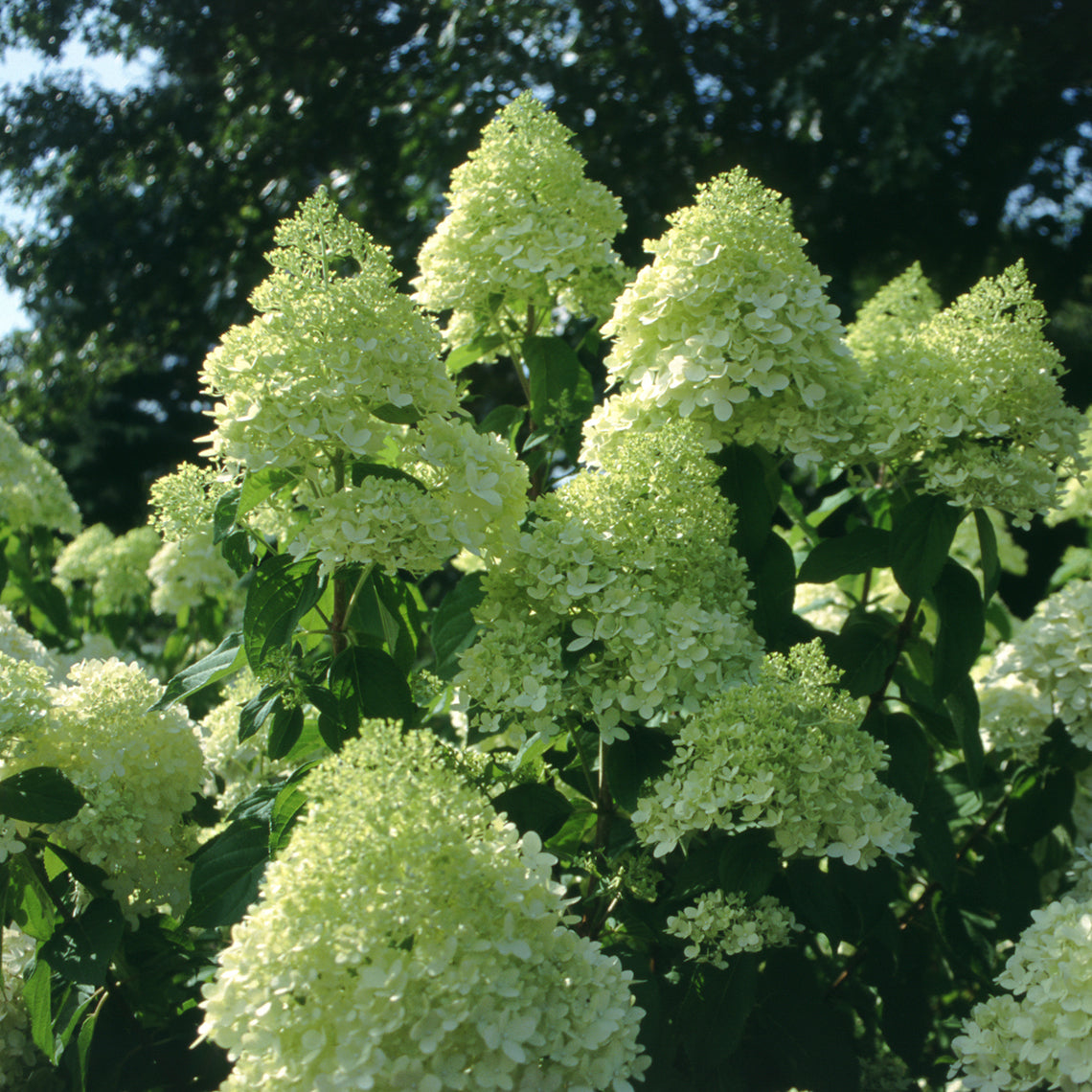 'Limelight' Panicle Hydrangea