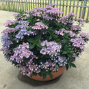 Tiny Tuff Stuff™ Mountain Hydrangea