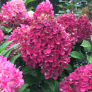 Little Lime Punch® Panicle Hydrangea
