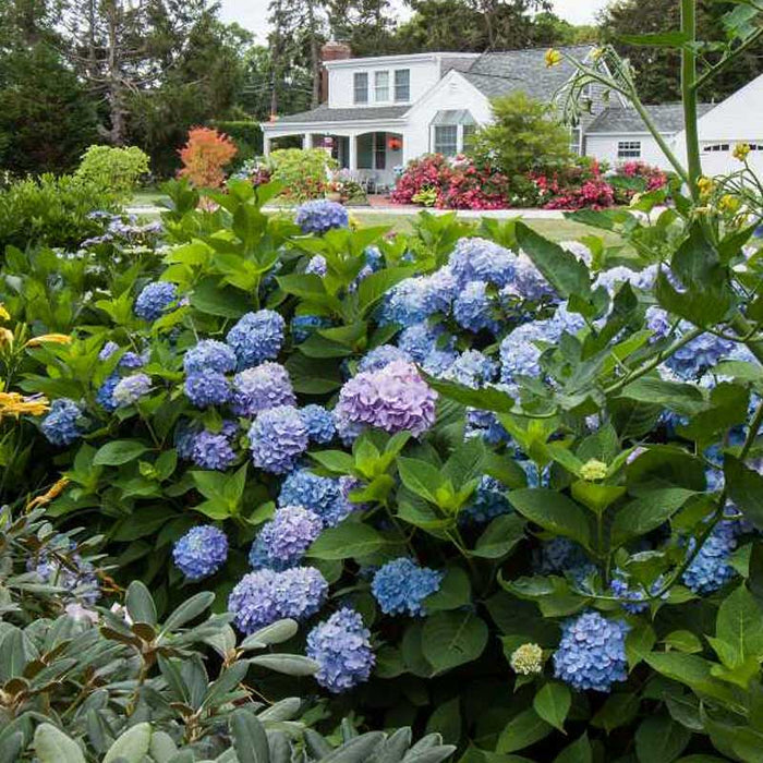 Endless Summer® BloomStruck® Bigleaf Hydrangea