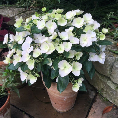 Fairytrail Bride® Cascade Hydrangea®